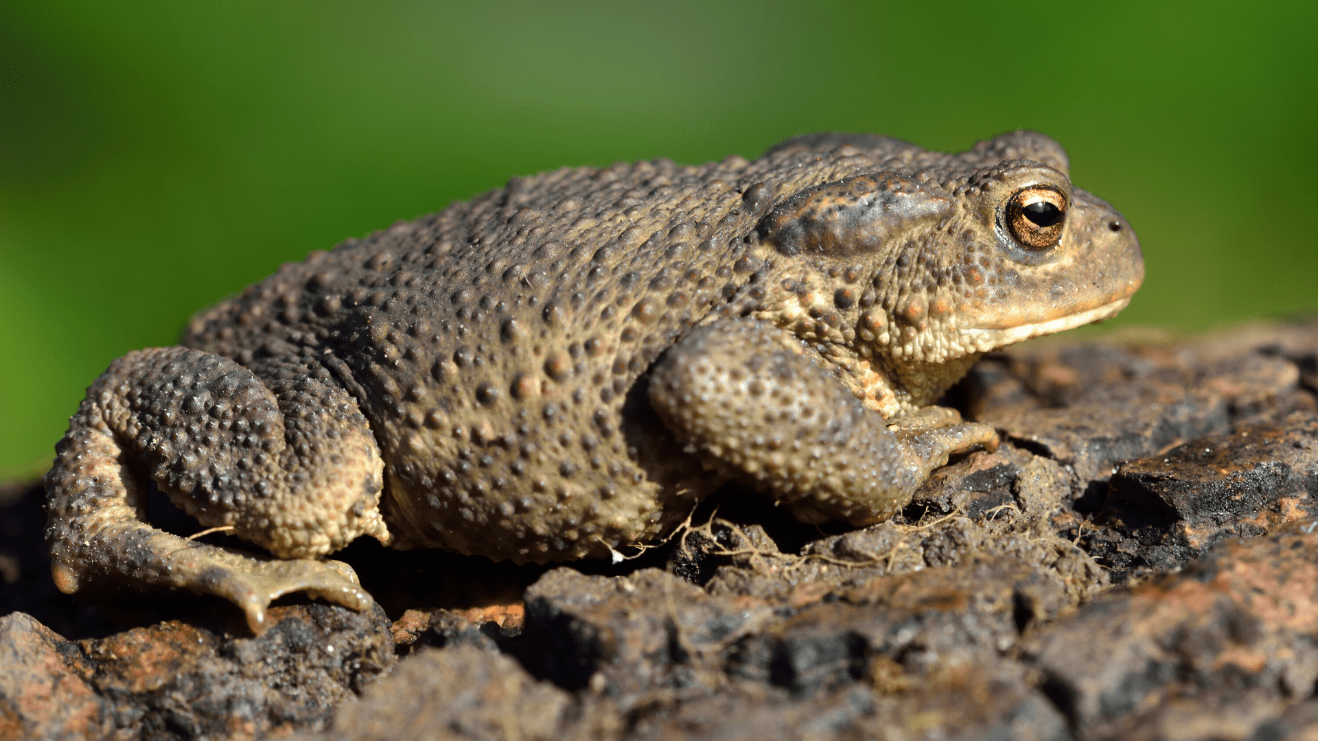 Cool and Interesting Frog Facts for Kids - Yowie World