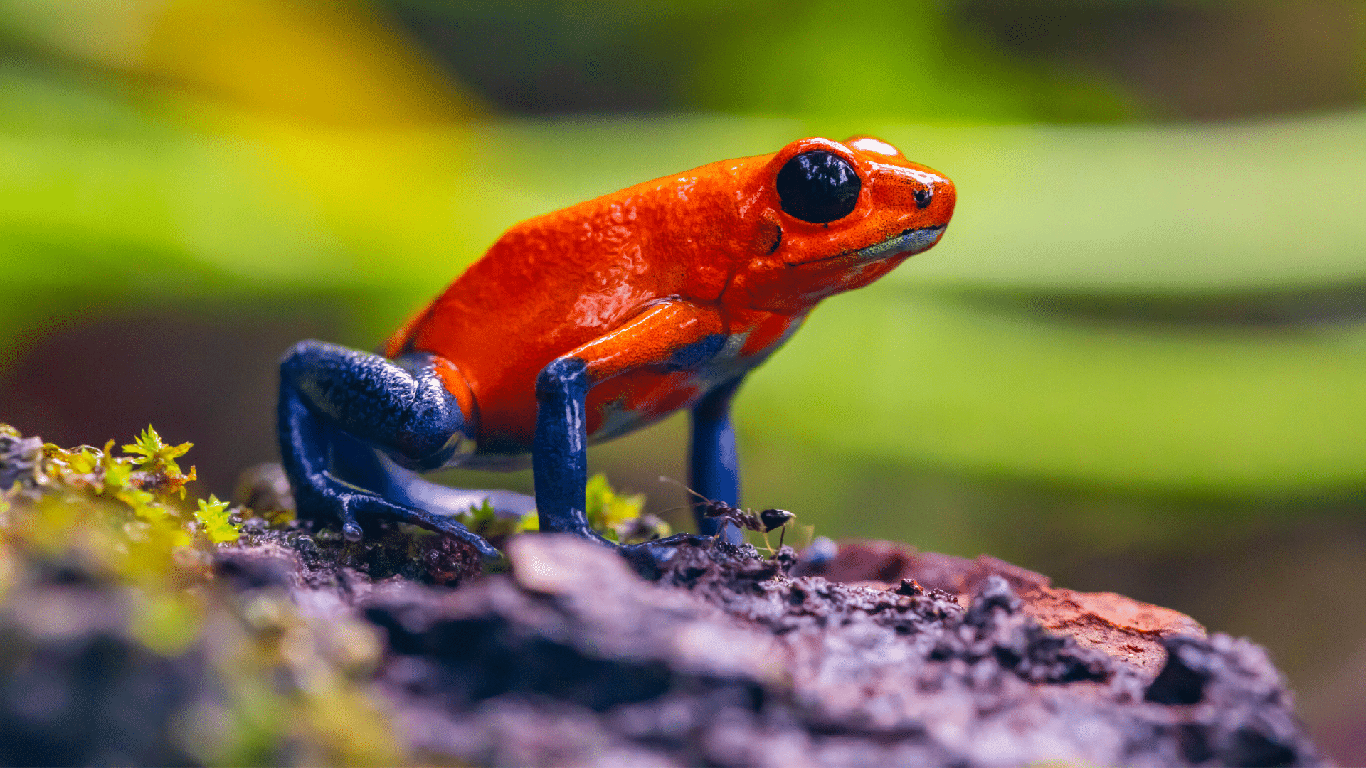 Cool and Interesting Frog Facts for Kids - Yowie World