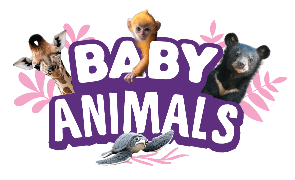 Baby Animals - Yowie World