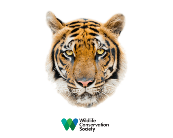 Collect Yowie & Animals from Around the World - Yowie World